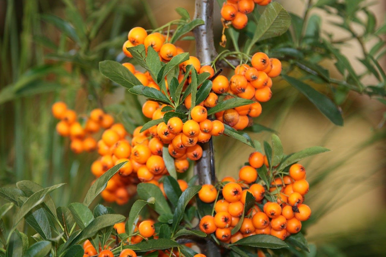 Catină: Unveiling the Superfruit's Secret Health Benefits - digitalcnn