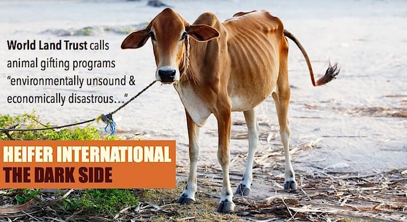 Heifer International Scandal: Unveiling the Truth - digitalcnn