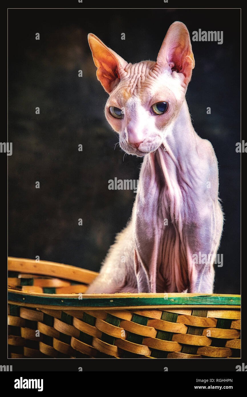 Skinny Animals Unveiled: Secrets Behind Their Slim Figures - digitalcnn