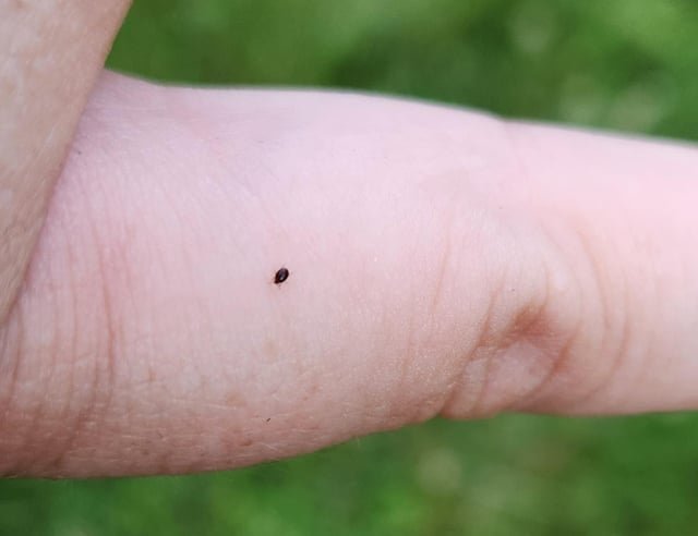 Tiny Black Bugs Look Like Poppy Seeds: What Are They? - digitalcnn